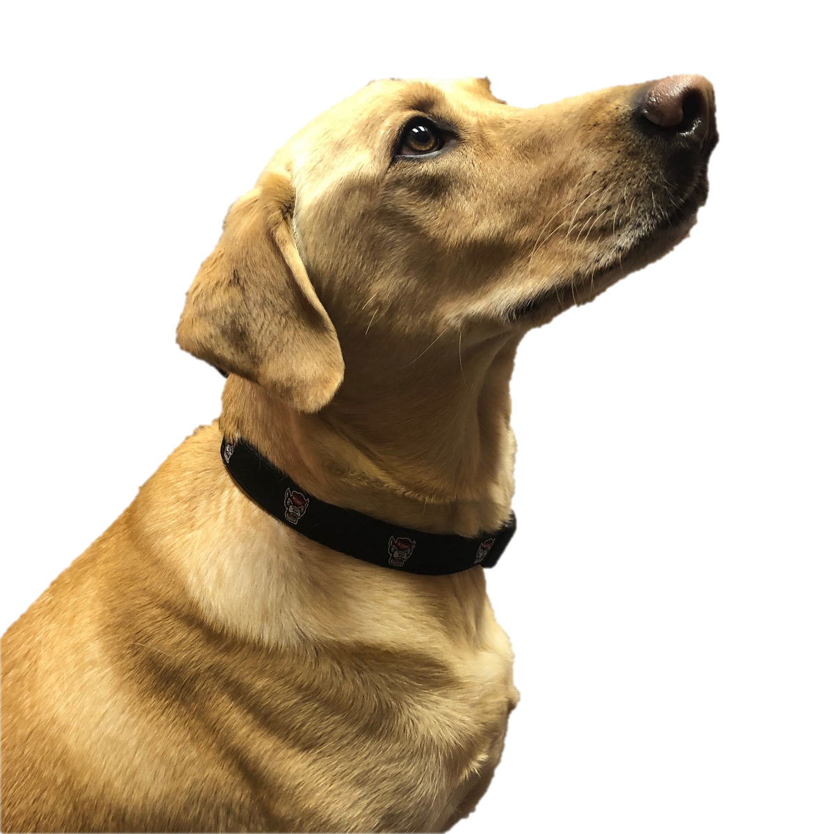 Dog Price Labra | ppgbbe.intranet.biologia.ufrj.br